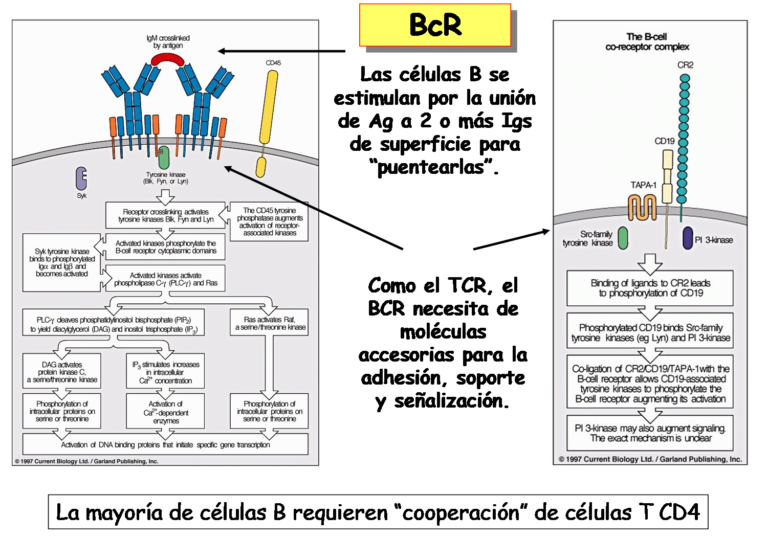 BCR y TCR - EMEI